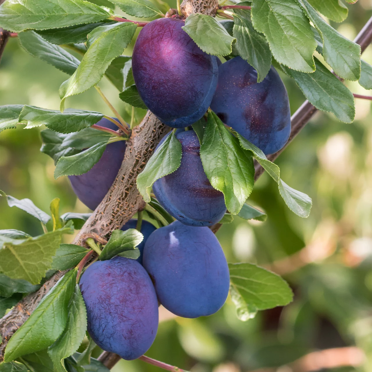 Bio-Zwetschge 'Fellenberg' – Biologische Zwetschgenbäume