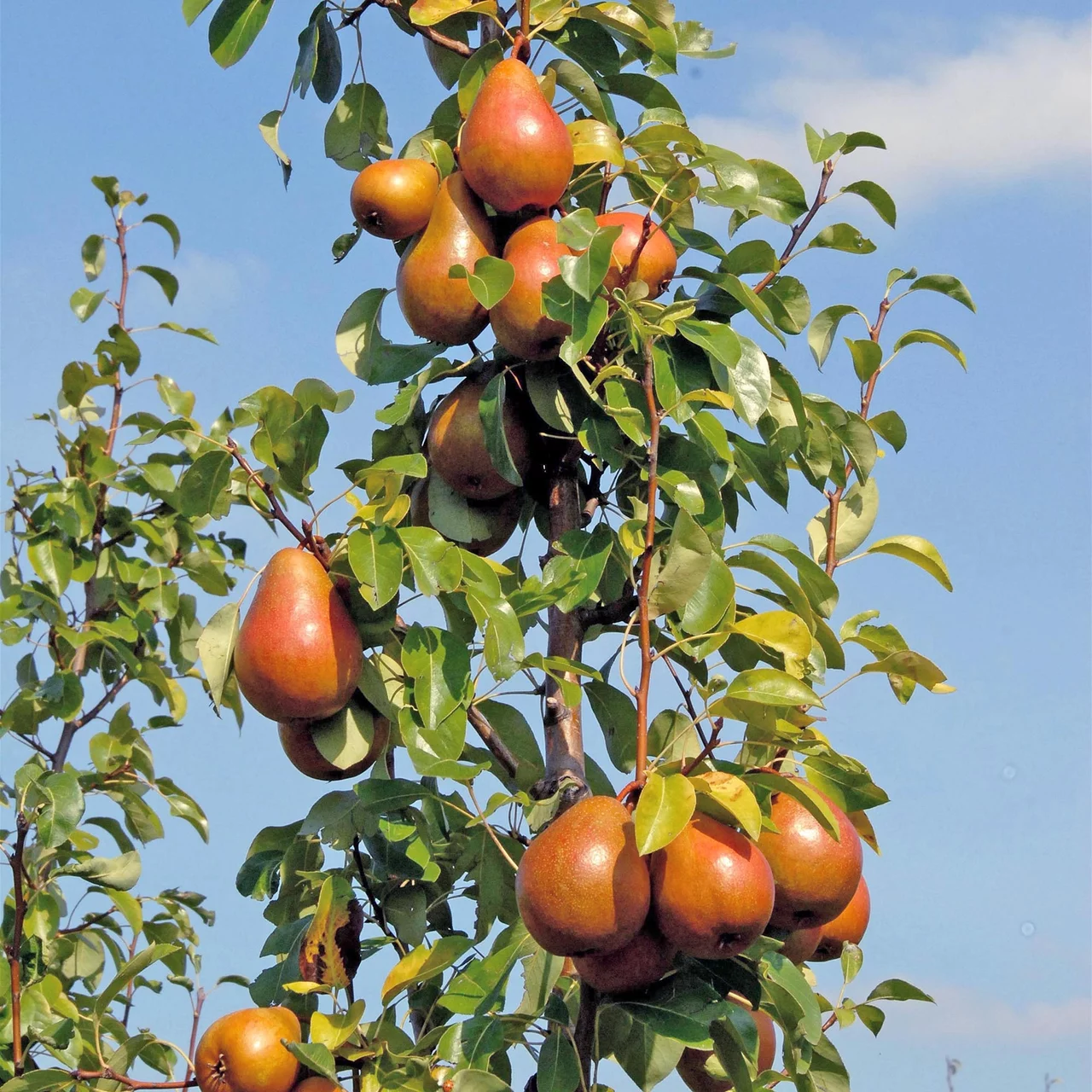 Obst - Birnenbäume - Birnenbaum Rote Williams Christ