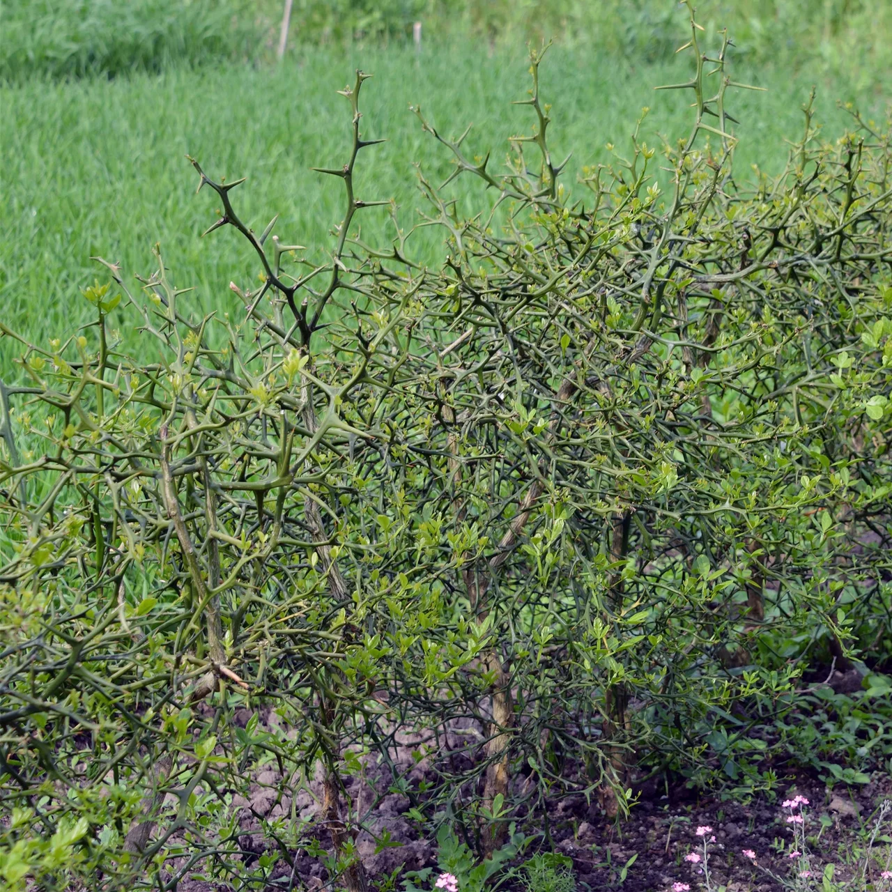 Bitterorange – Dekoratives Bio-Wildobst für Naturgärten