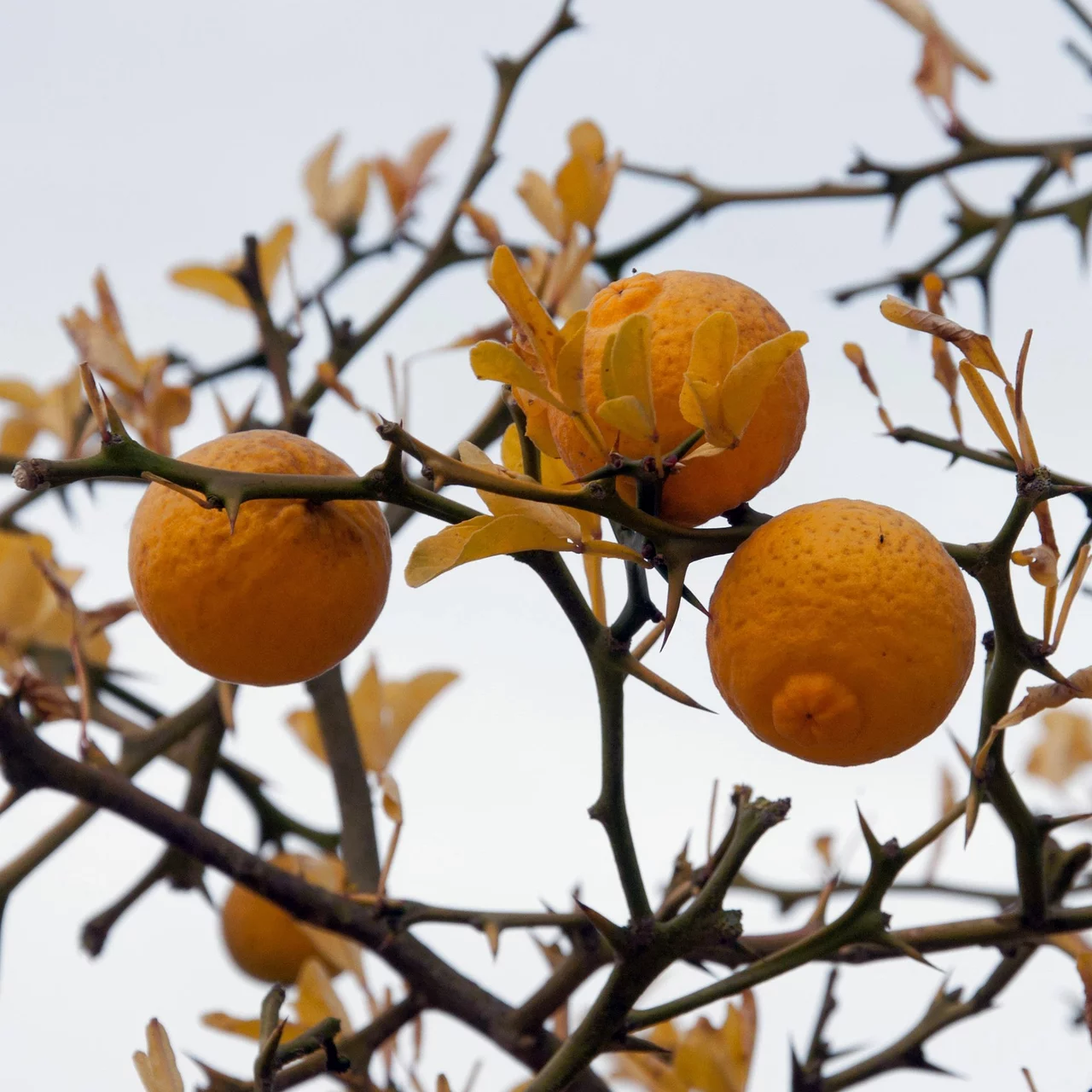 Bitterorange – Dekoratives Bio-Wildobst für Naturgärten