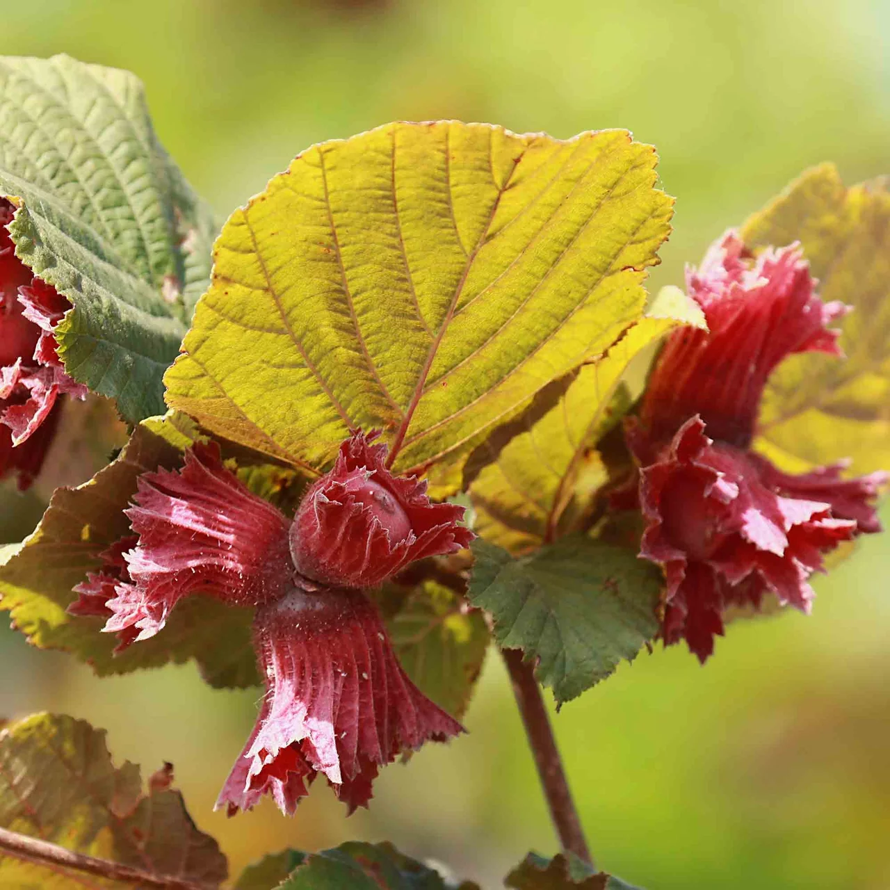 Rotblättrige Zellernuss (veredelt) – Bio-Haselnussbaum