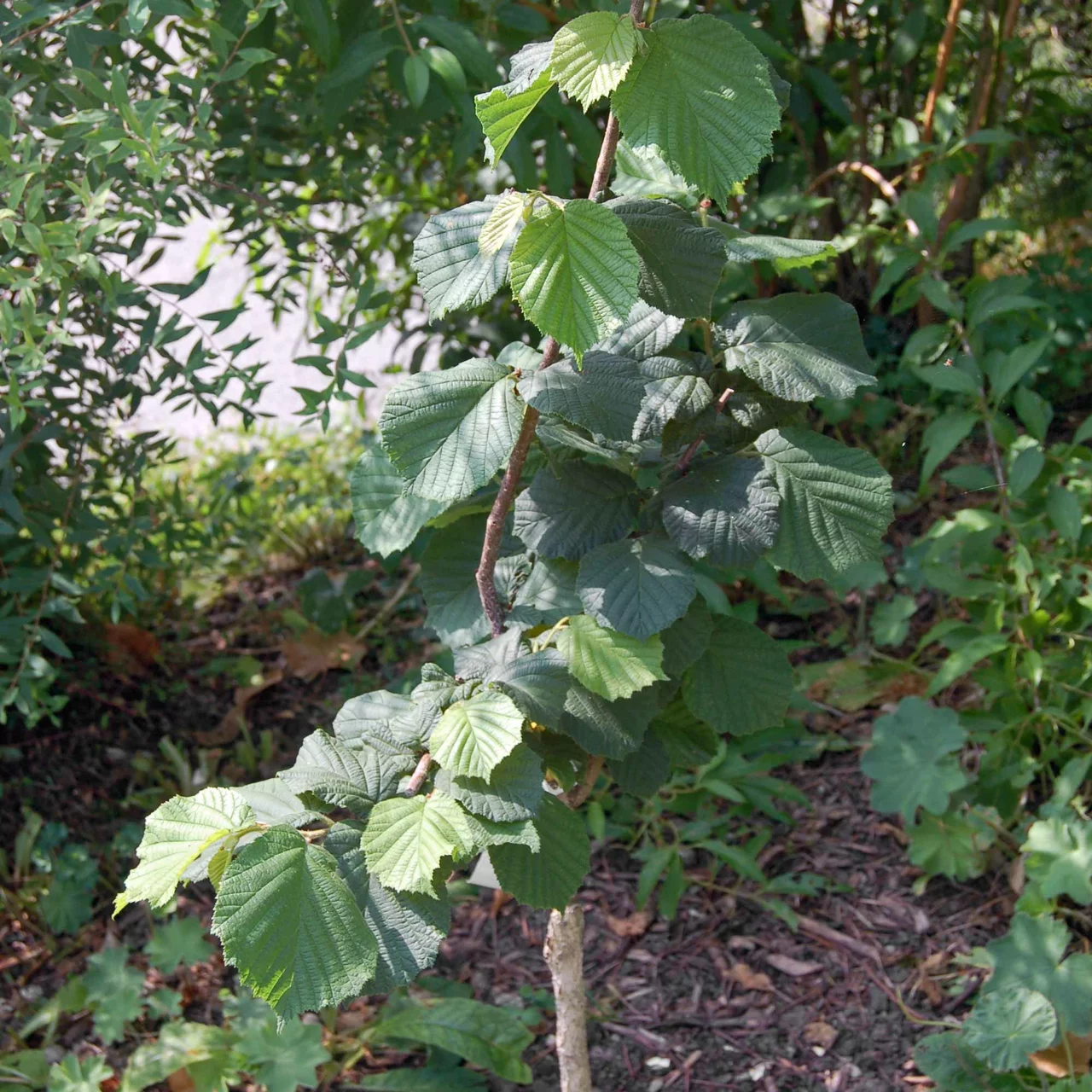 Heimischer Bio-Haselnussbaum veredelt – Biologische Nussbäume