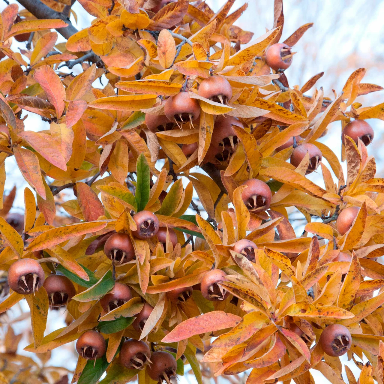 Mispel «Nottingham» – Biologische Wildsträucher & Wildobst