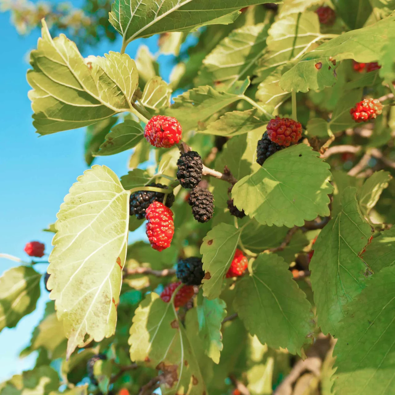 Schwarze Maulbeere selbstbefruchtend – Bio-Beerenpflanzen