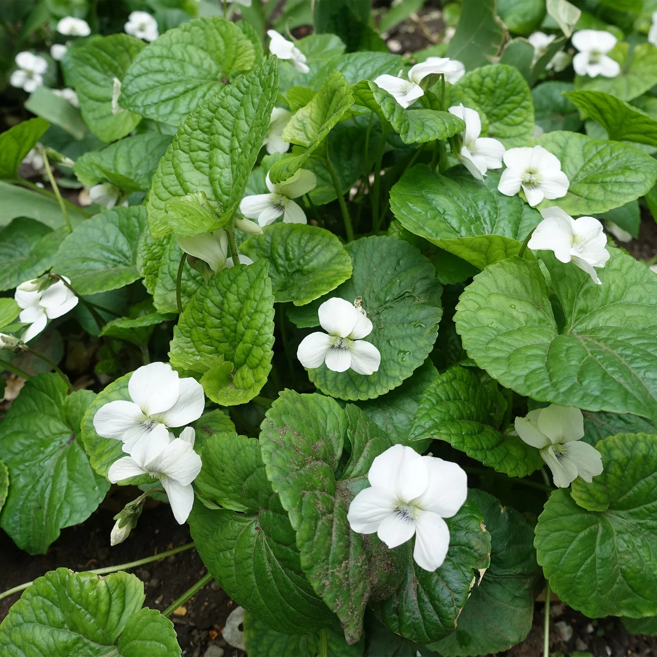 Veilchen 'Albiflora' – Biologische Blüten-Bodendecker