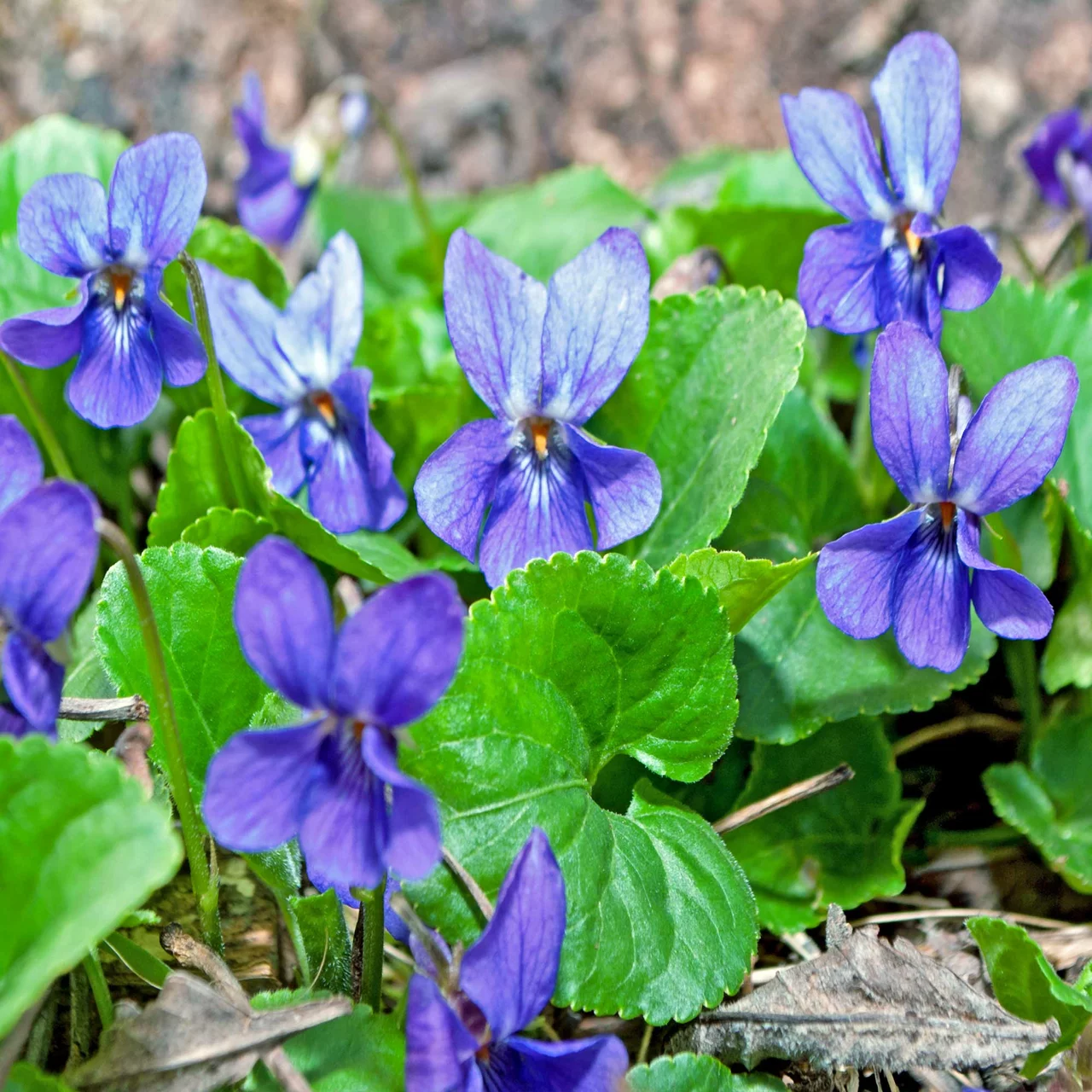 «Sieben Söhne des Himmels» – Weissblühender Bio-Strauch