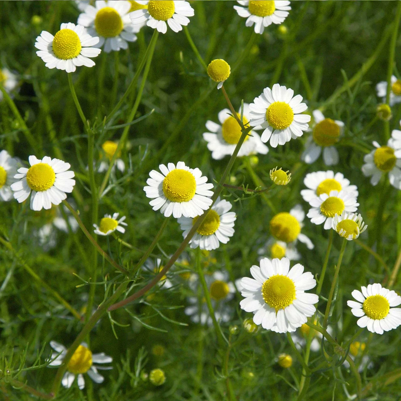 Echte Kamille (biologisch) – Geschätzte Wild- & Heilpflanze