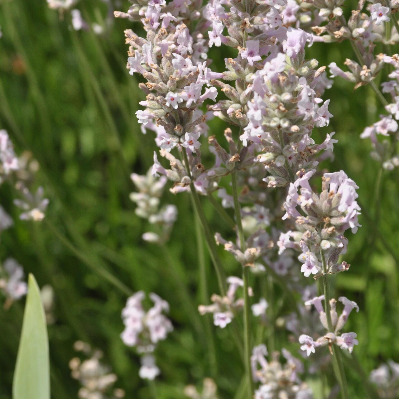 Bio-Lavendel Rosea – Biologische Wild- und Blütenstauden