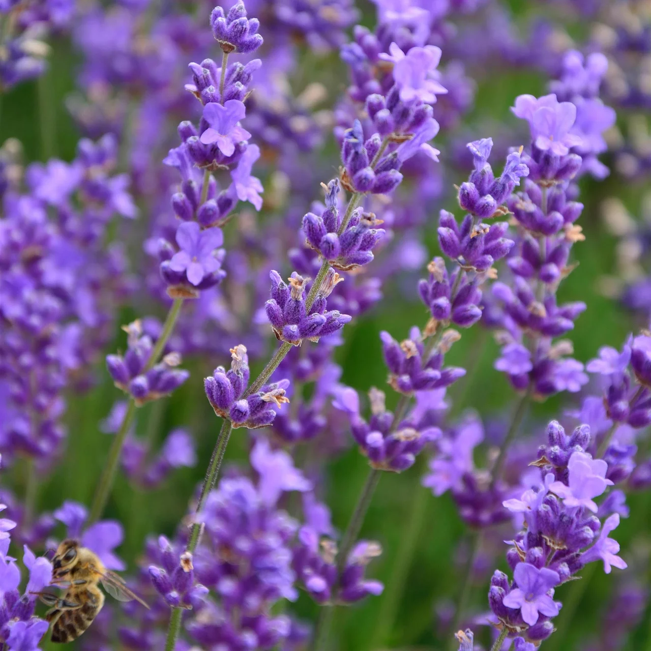 Lavendel Siesta – Biologische Blütenstauden für Naturgärten