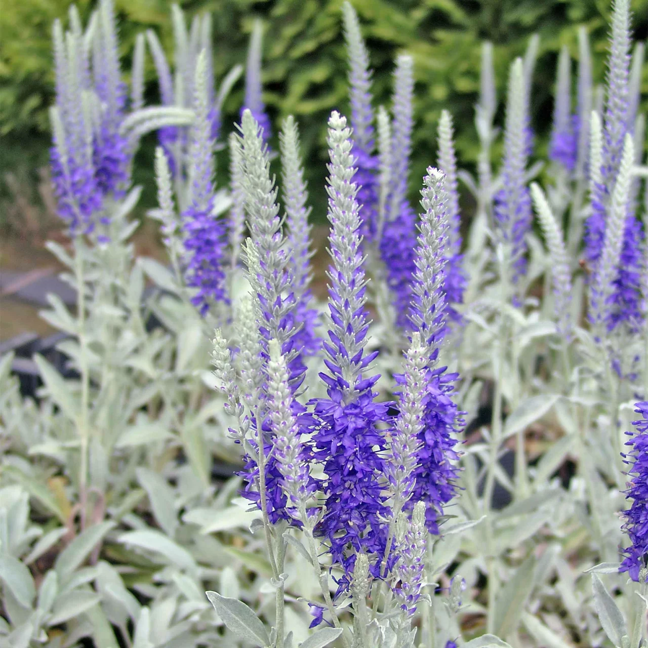 Silberpolster Ehrenpreis (Bodendecker) – Bio-Blütenstauden