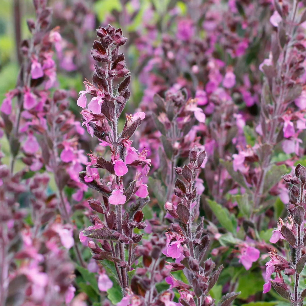 Echter Gamander «Pink Auslese» – Bio-Blütenstauden