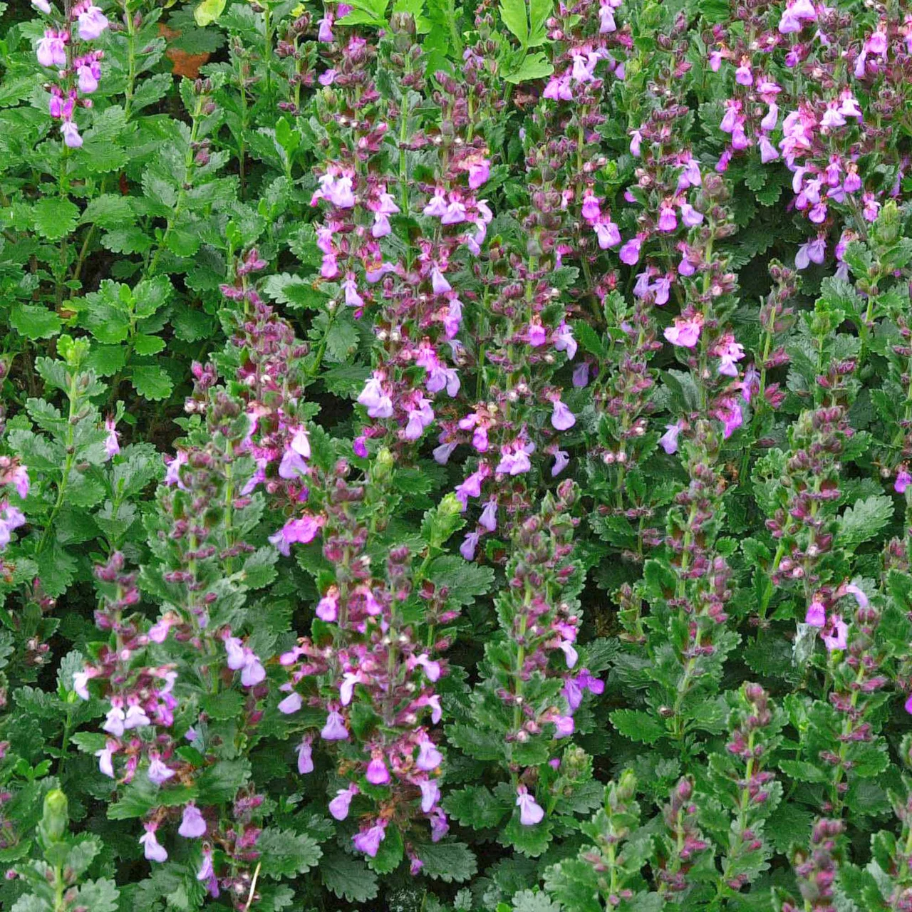 Echter Gamander «Pink Auslese» – Bio-Blütenstauden