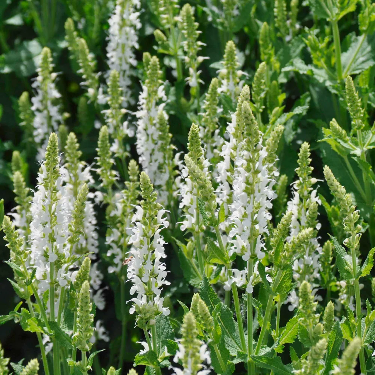 Sauge des bois «Adrian» – Vivaces fleuries biologiques