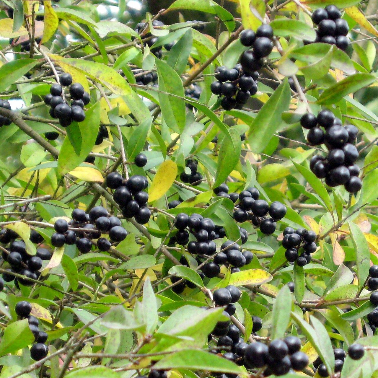 Gemeiner Liguster – Biologischer Wildstrauch für den Garten