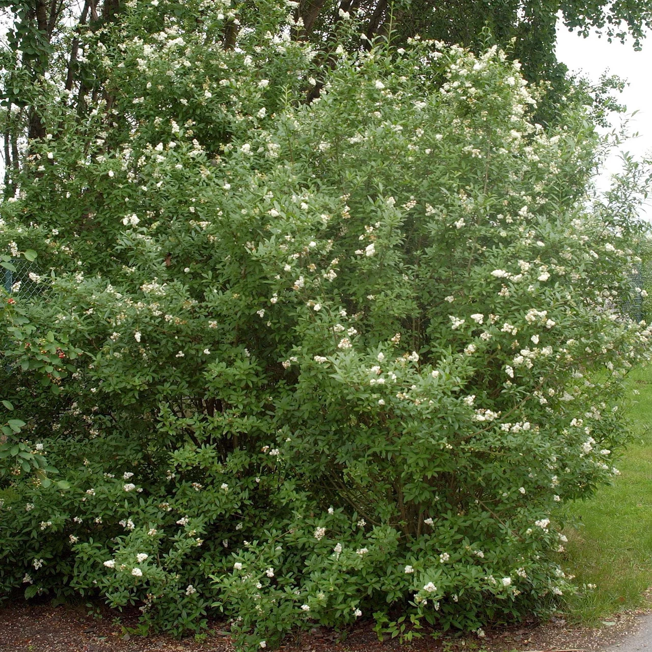 Gemeiner Liguster – Biologischer Wildstrauch für den Garten