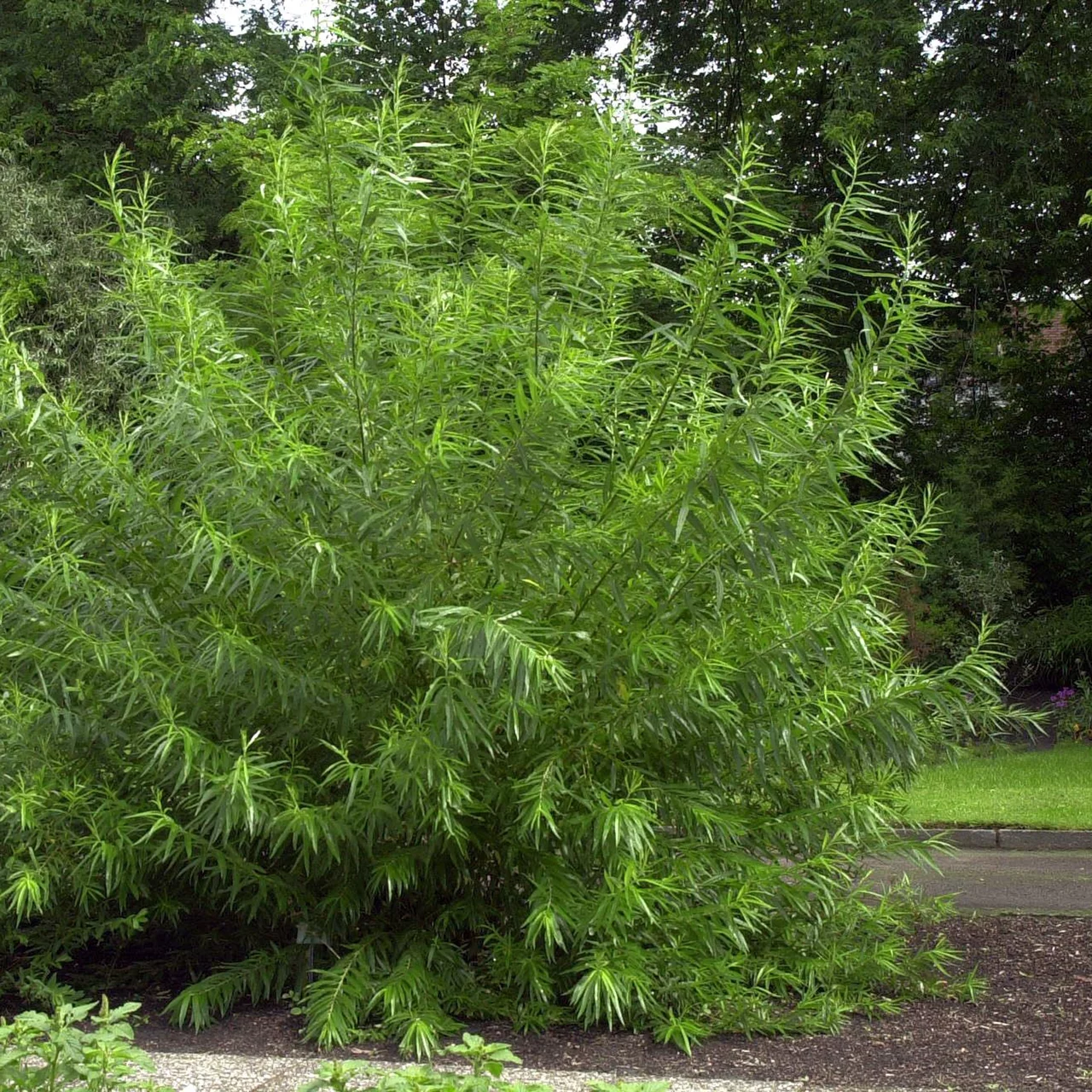 Korb-Weide – Ökologisch wertvolle Wildstaude in Bio-Qualität