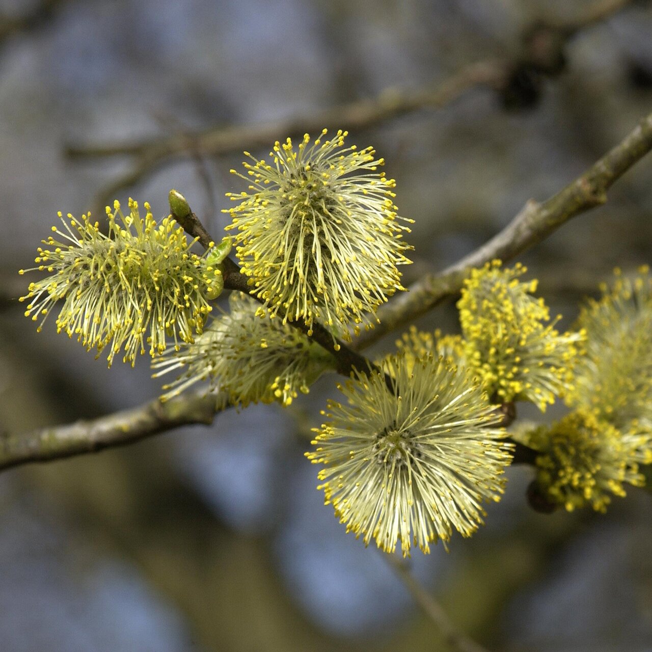 Ohr-Weide (Salix aurita) – Wertvolle biologische Wildsträucher