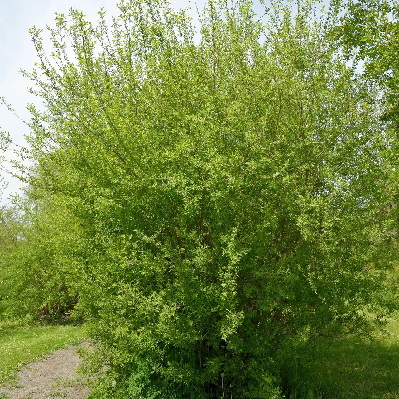 Purpur-Weide – Ökologisch wertvoller biologischer Wildstrauch