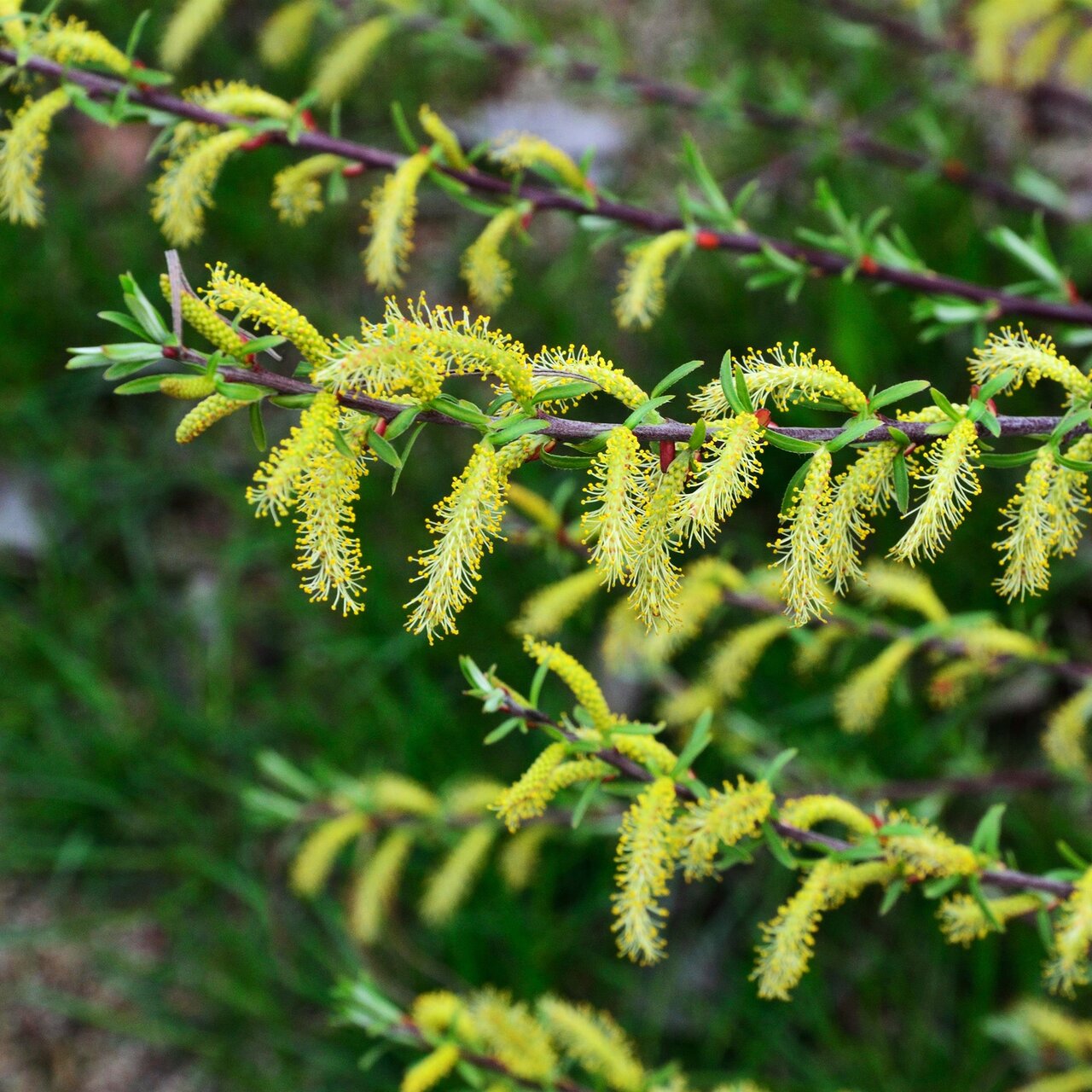 Saule à feuilles de romarin – Précieux arbustes sauvages bio