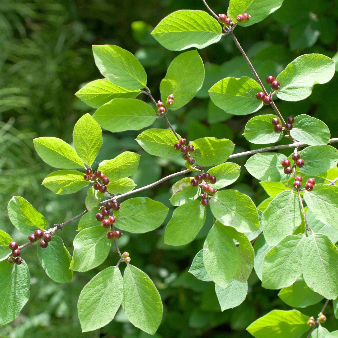Rote Heckenkirsche Bio – Wildsträucher in Bio-Qualität