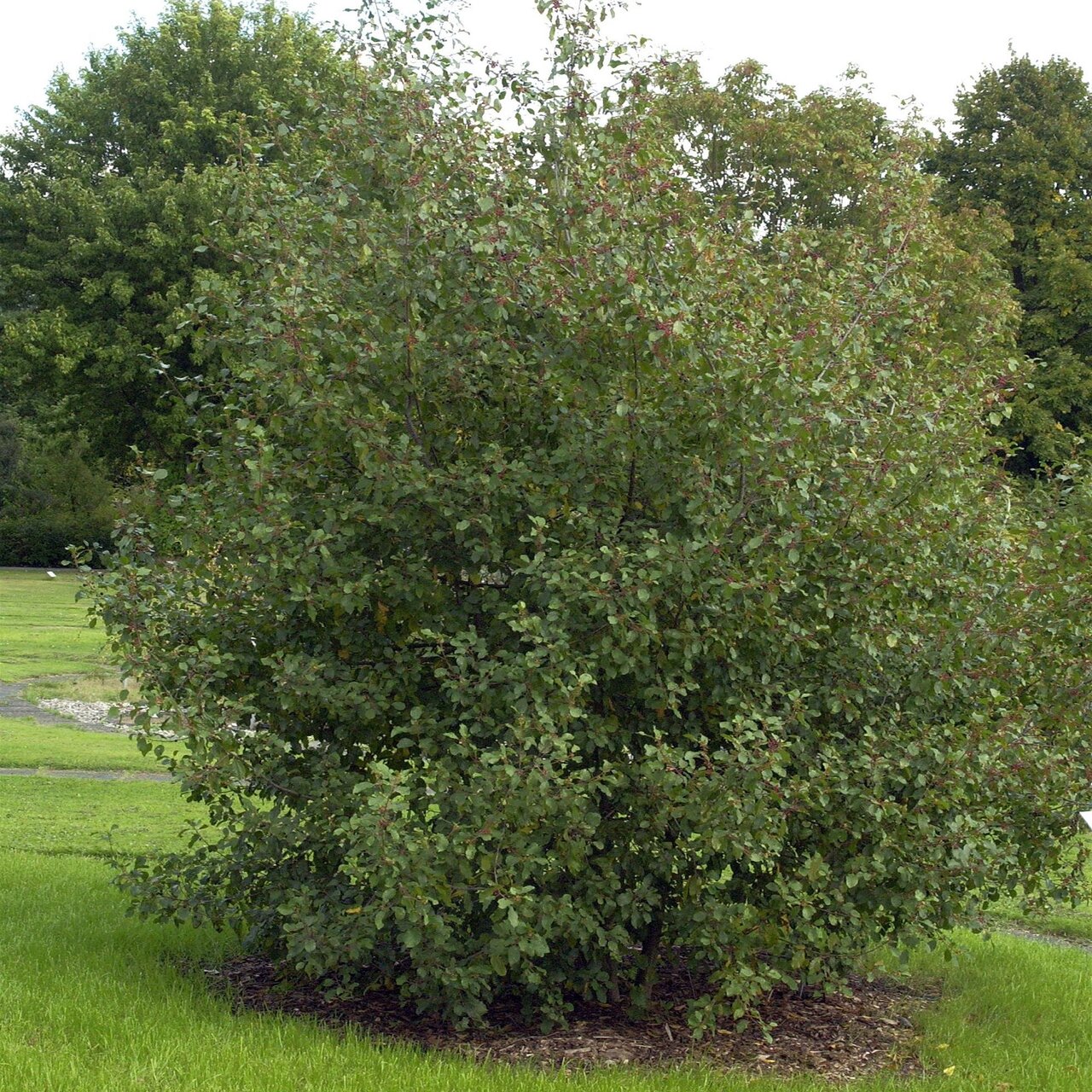 Bio-Faulbaum – Biologische einheimische Wildsträucher