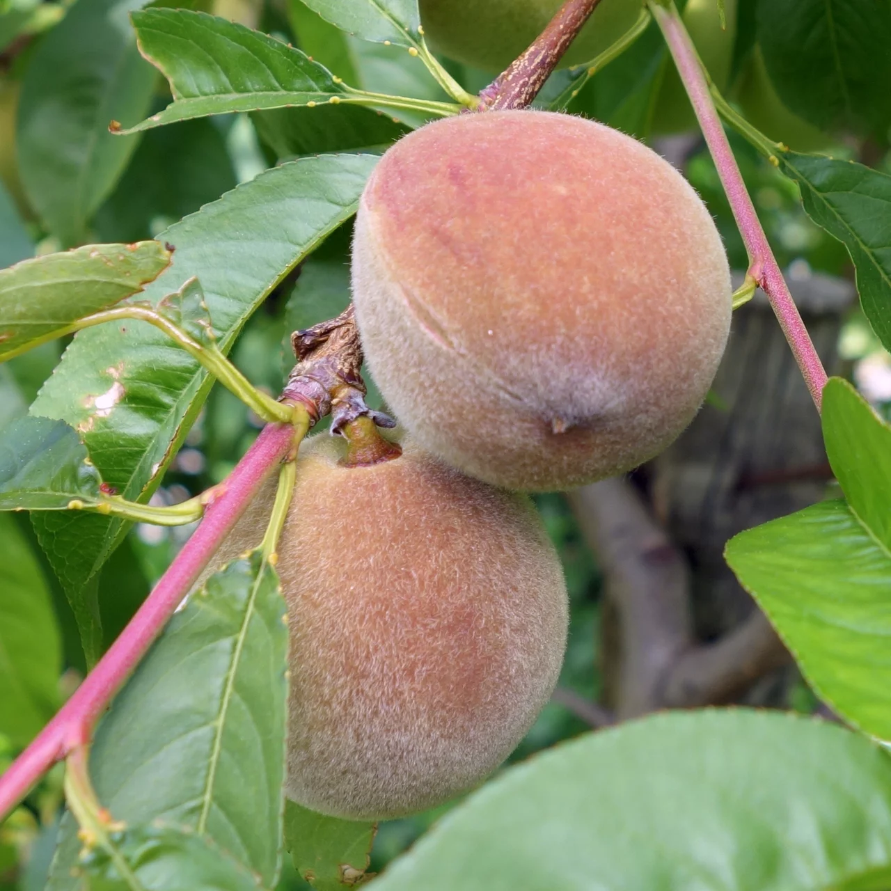 Pêcher nain «Bonanza» – Fruitiers nains biologiques