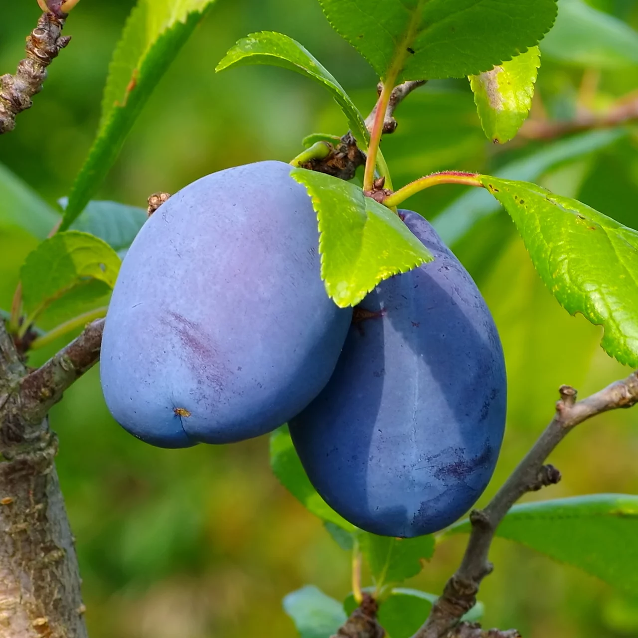Zwergzwetschge Blue Dust® – Kompakte Bio-Zwergobstbäume