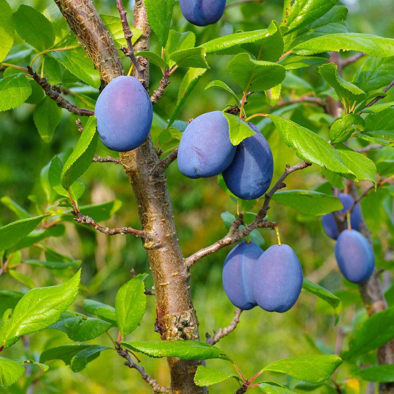 Zwergzwetschge Blue Dust® – Kompakte Bio-Zwergobstbäume