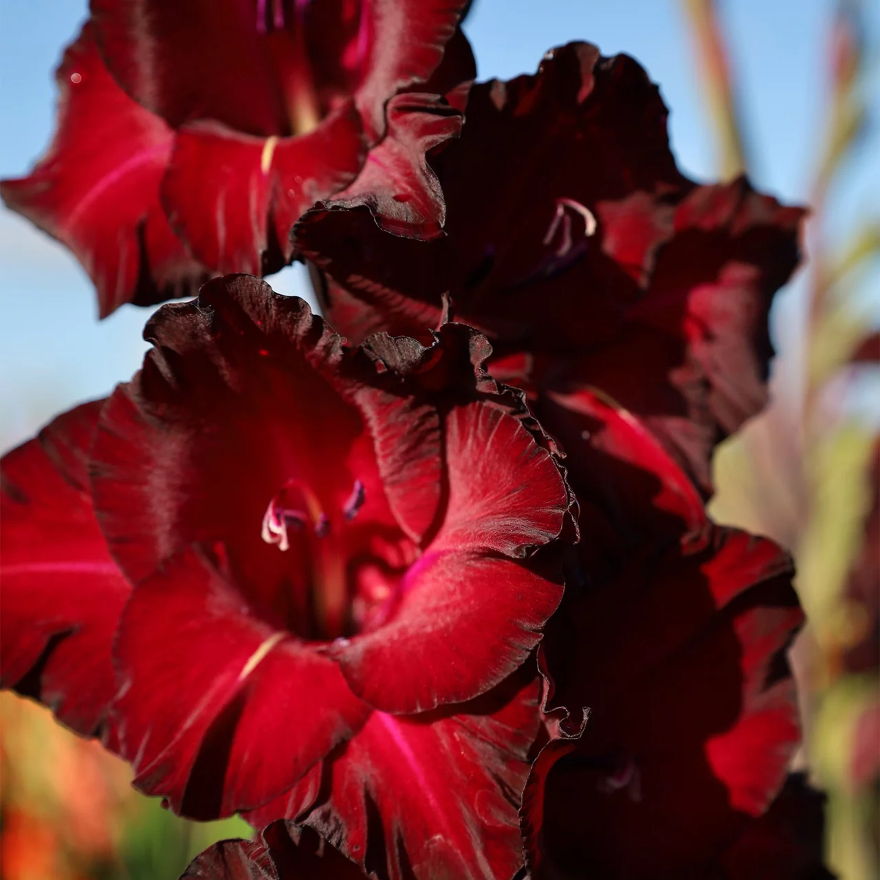 Gladiolen Black Surprise