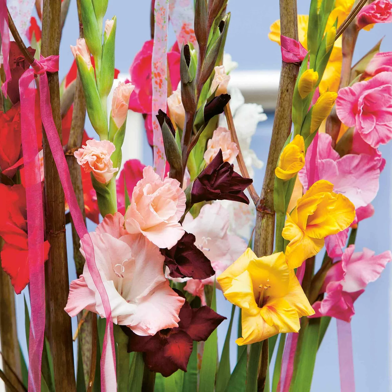 Gladiolen-Mischung – Biologische Blumenzwiebeln (Frühling)