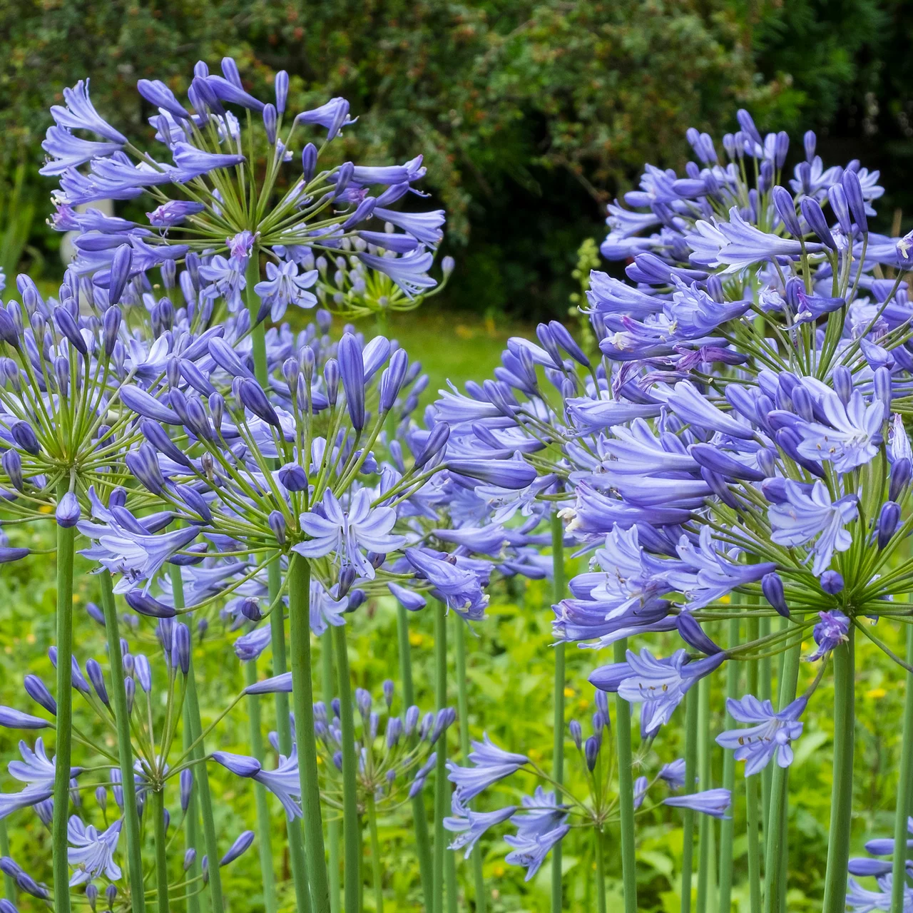 Lys Africain Dr. Brouwer – Bulbes de fleurs pour le printemps