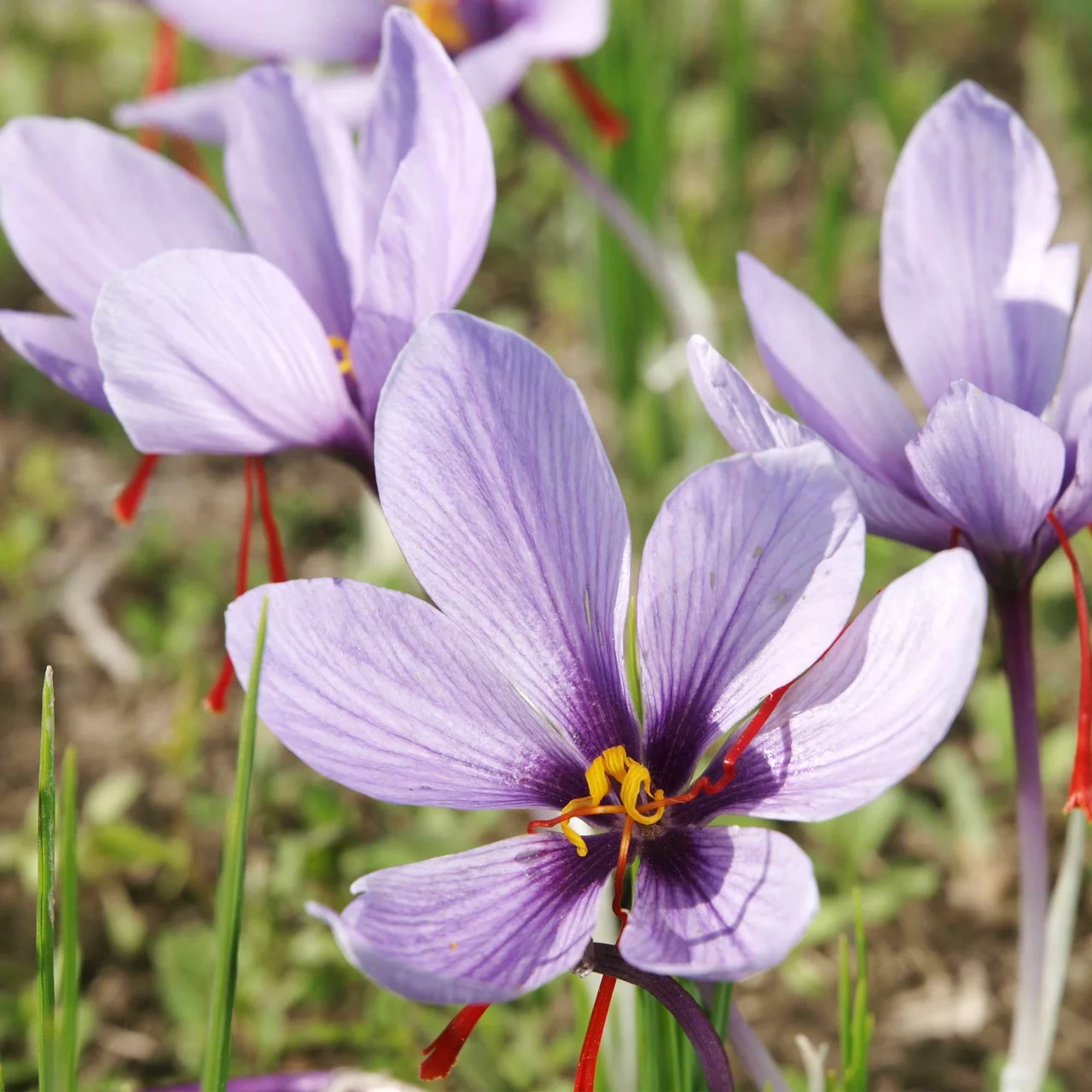 Safran-Blumenzwiebeln – Bio-Safran zum Selberpflanzen