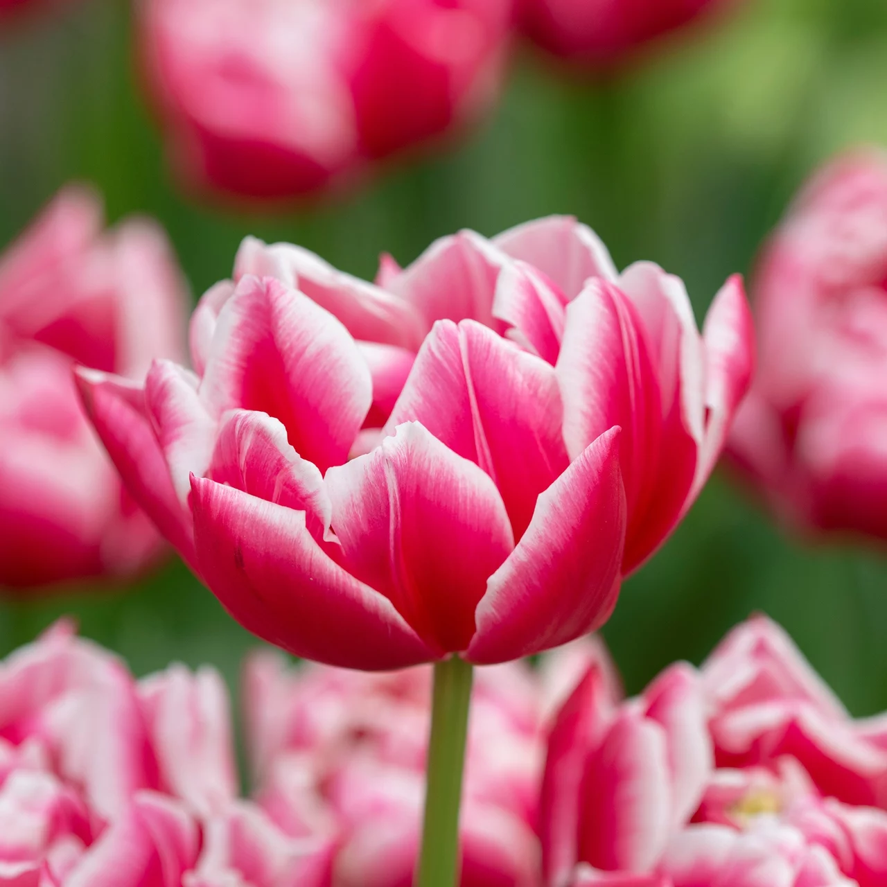 Bio-Tulpe «Columbus» – Biologische Tulpen-Blumenzwiebeln