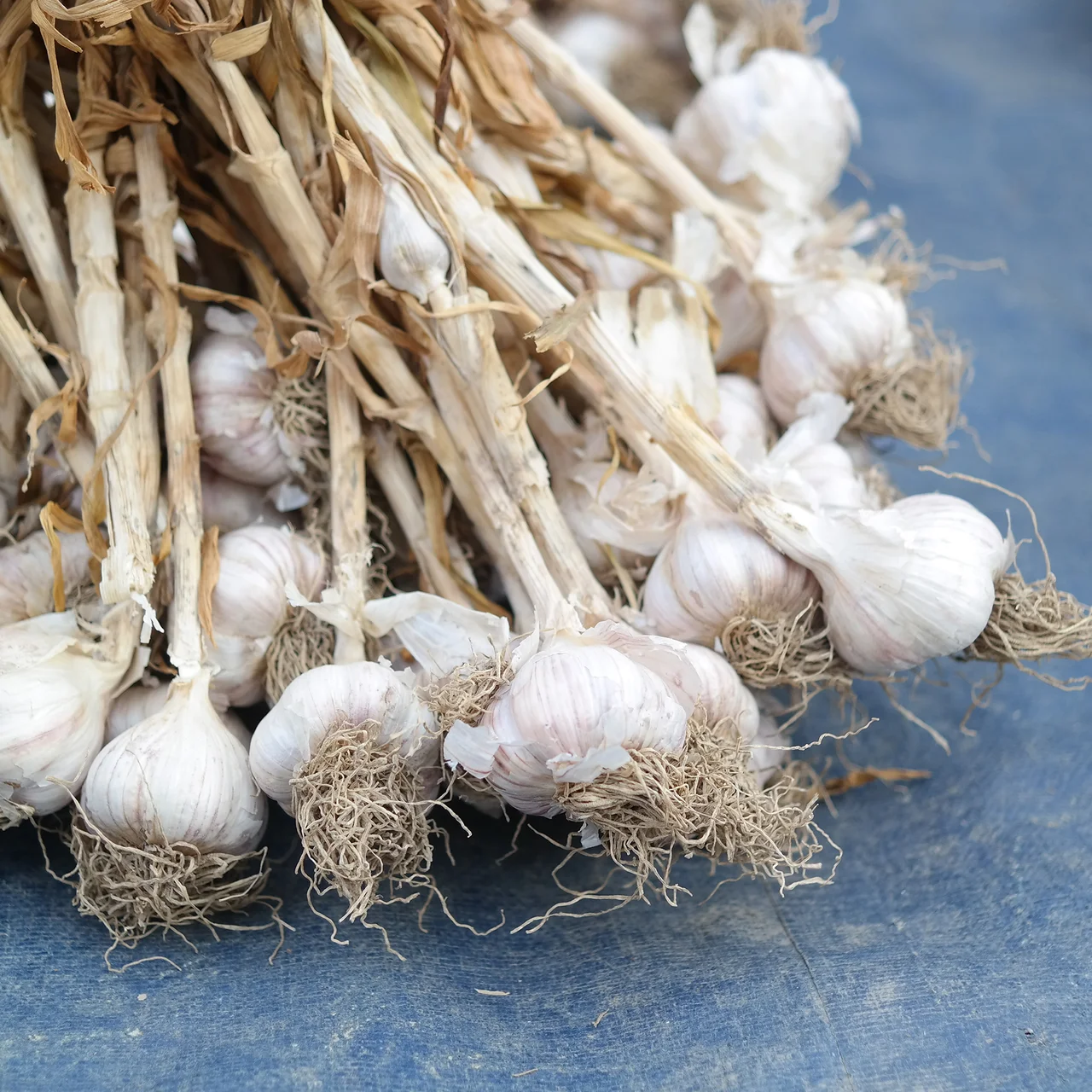 Pflanzknoblauch Cledor – Biologische Gemüsezwiebeln