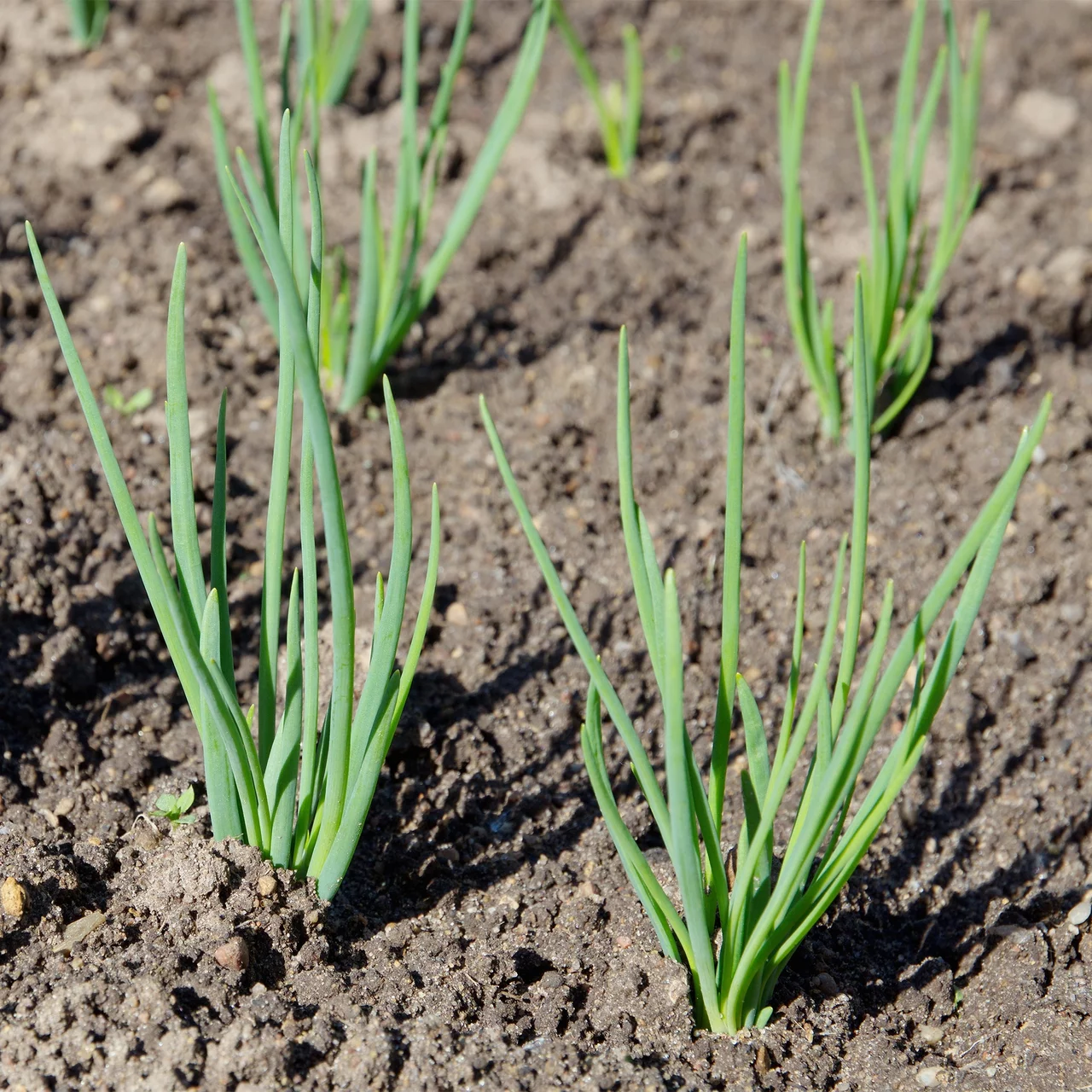 Zwiebeln und Knollen - Gemüsezwiebeln - Steckzwiebel Schalotte 'Red Sun'