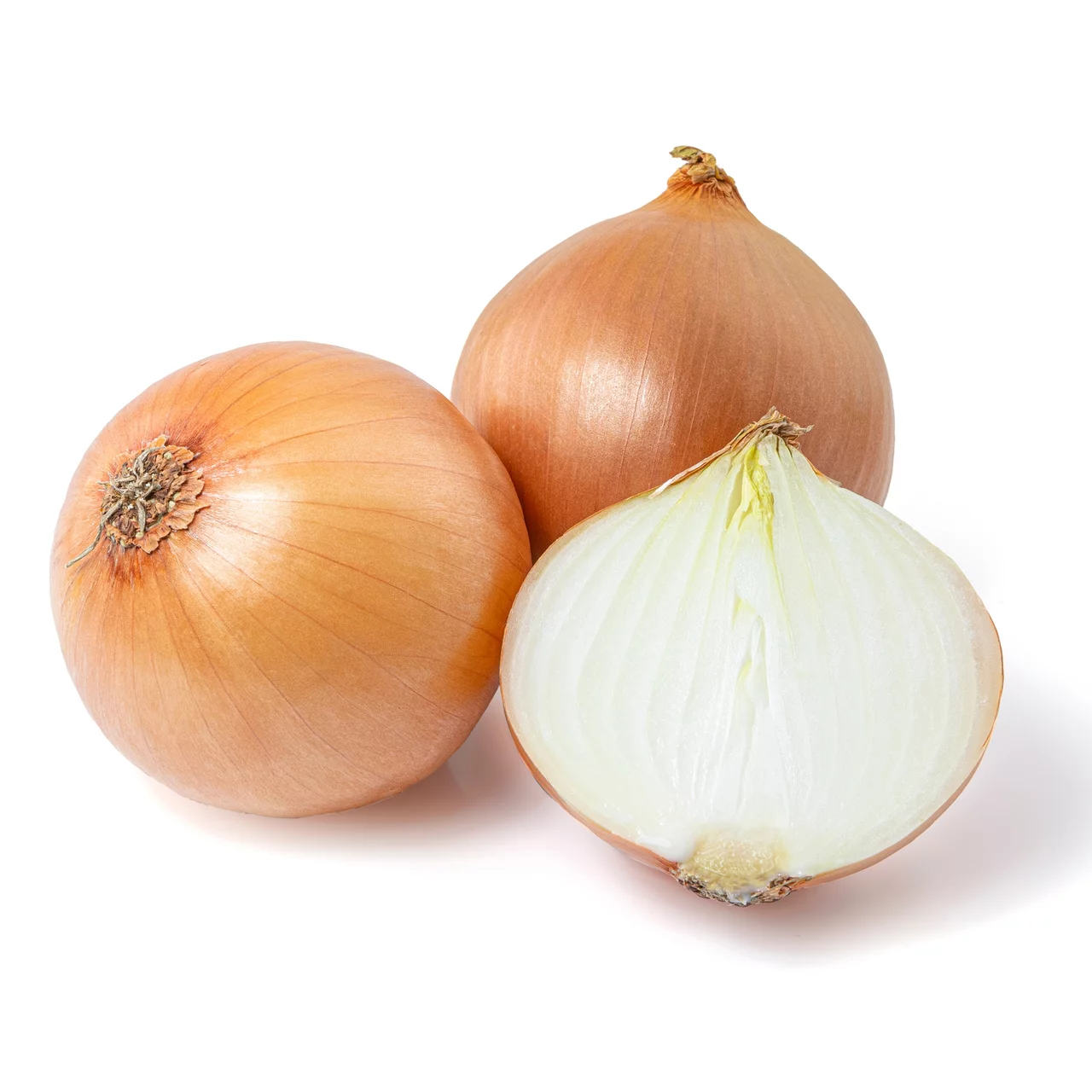 Zwiebeln und Knollen - Gemüsezwiebeln - Steckzwiebel 'Setton'