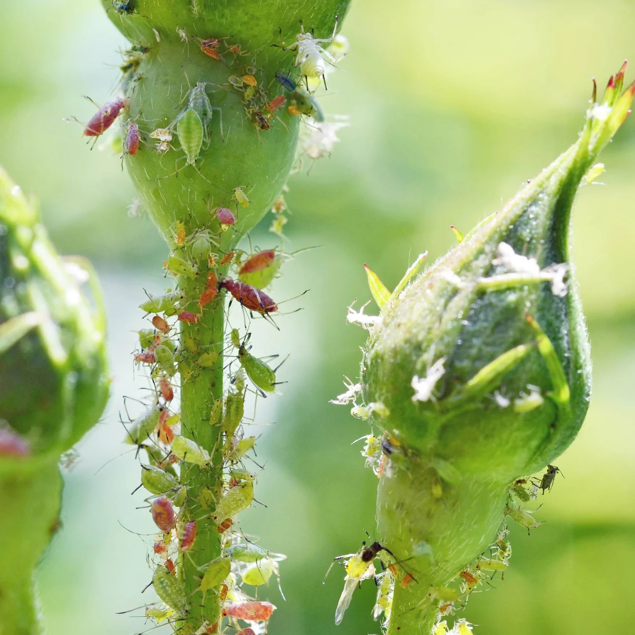 Raubmilben Phytoseiulus – Spinnmilben natürlich bekämpfen