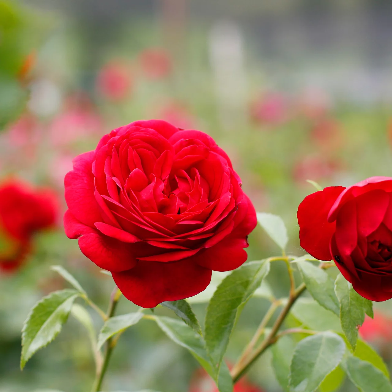 RosaSan und RosaForte