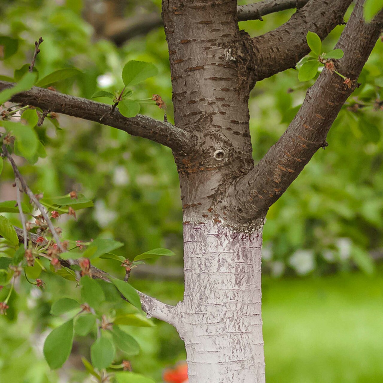 Bio-Quitte «Aromatnaya» (Spindel) – Biologische Quittenbäume
