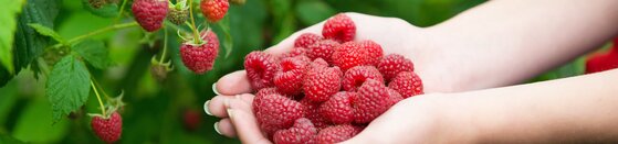 Biologische Himbeer-Pflanzen – Himbeeren direkt vom Strauch