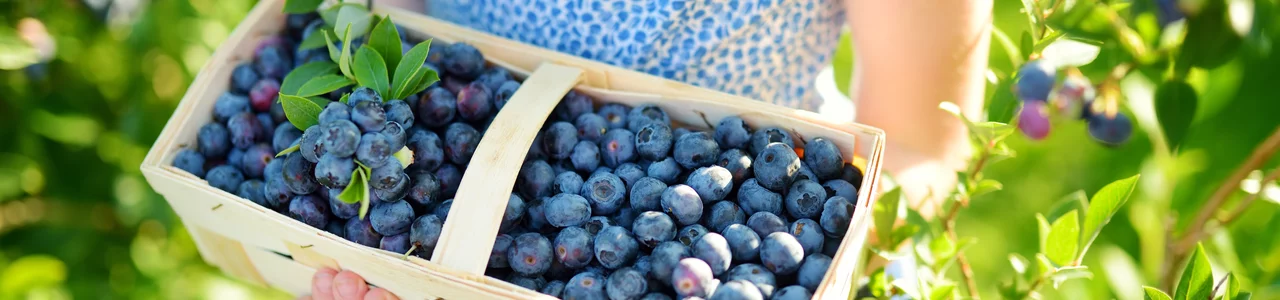 Heidelbeeren in Bio-Qualität – Beerenpflanzen für Zuhause