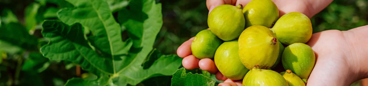 Feigenbäume für Topf & Garten – Biologische Feigen Zuhause