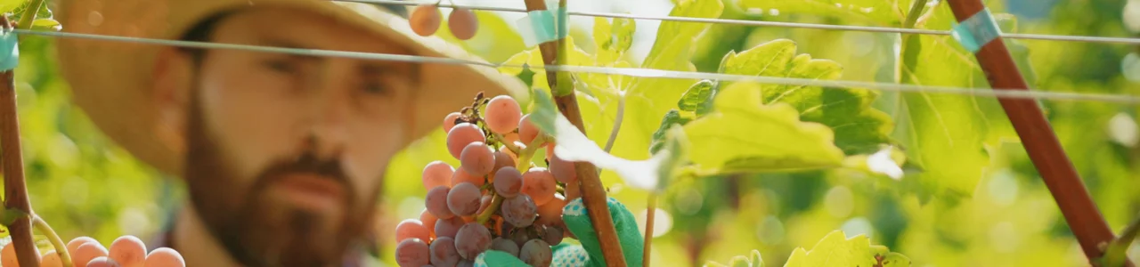 Reben für den Garten – Unsere Auswahl an biologischen Reben