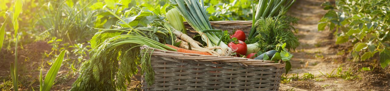 Gemüsesamen in Bio-Qualität – Saatgut-Sortiment entdecken!