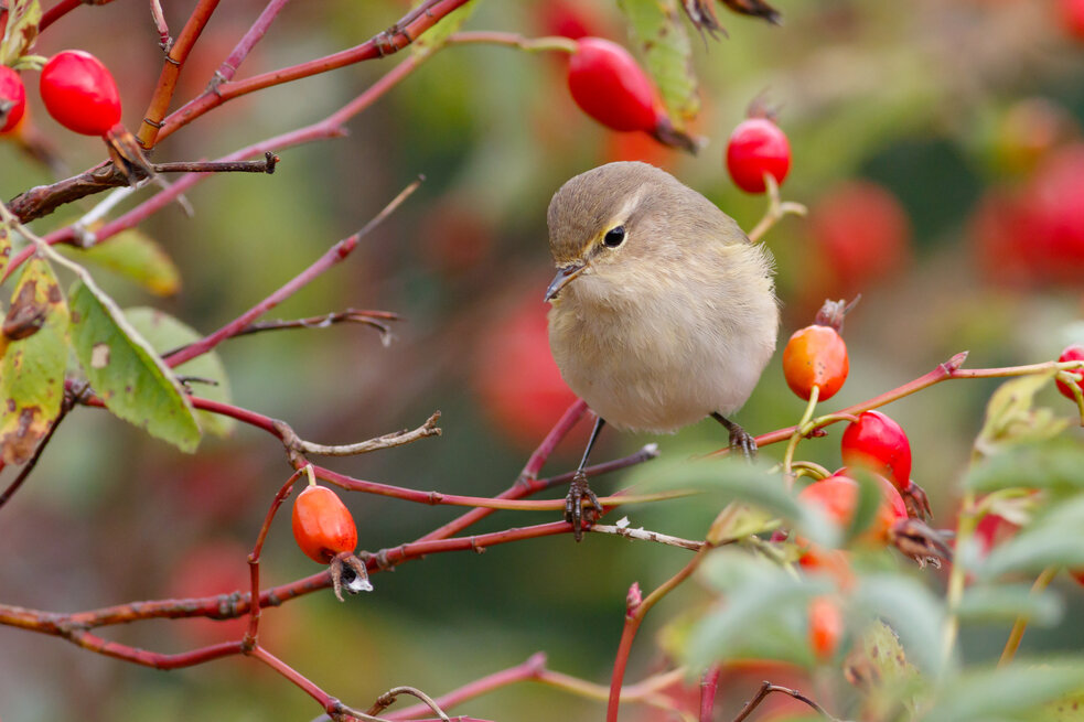 Der vogelfreundliche Garten
