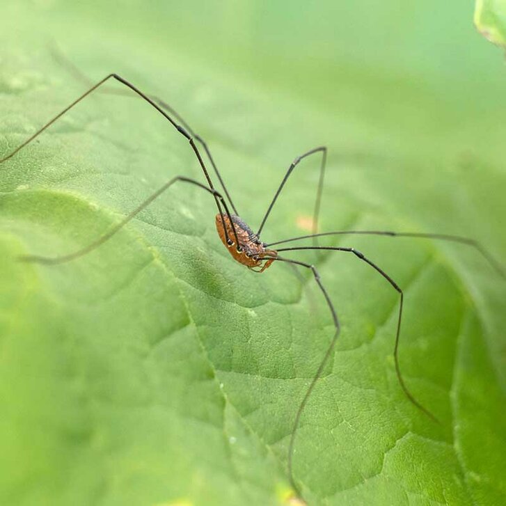 Identifier les auxiliaires du jardin et favoriser leur présence